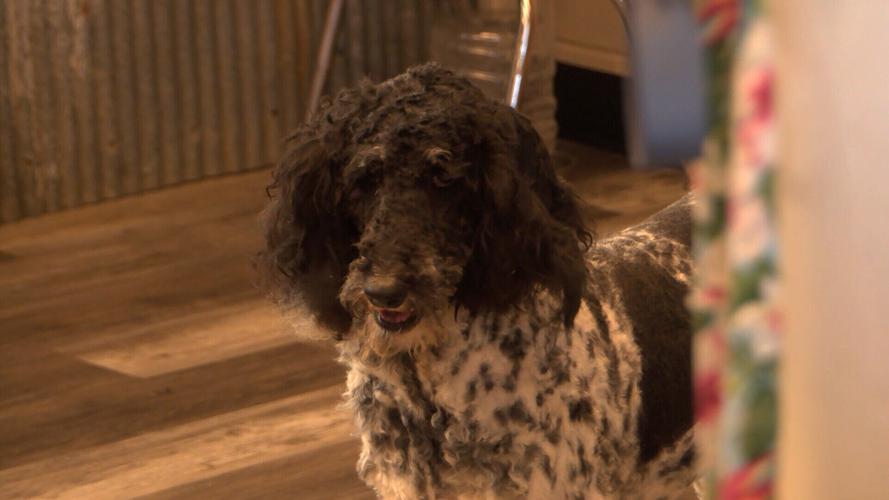 Dog pack dumped in local town | Pets | koamnewsnow.com
