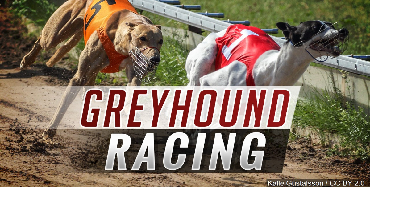 Group alleges greyhounds being trained with live rabbits | Missouri ...