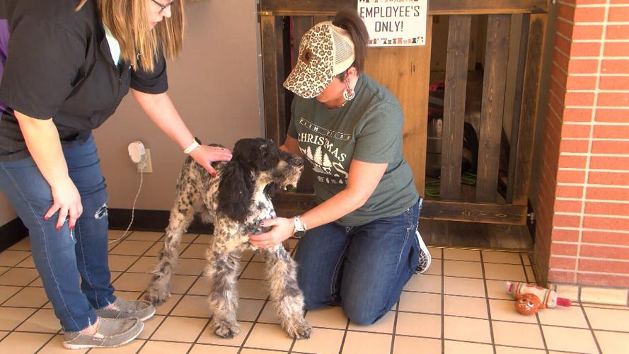 Dog pack dumped in local town | Pets | koamnewsnow.com