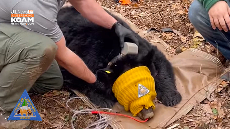 Tracking Missouri’s Bear population; Lt Gov experiences Dept of ...