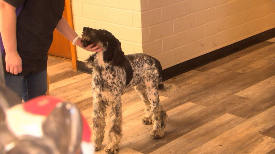 Dog pack dumped in local town | Pets | koamnewsnow.com