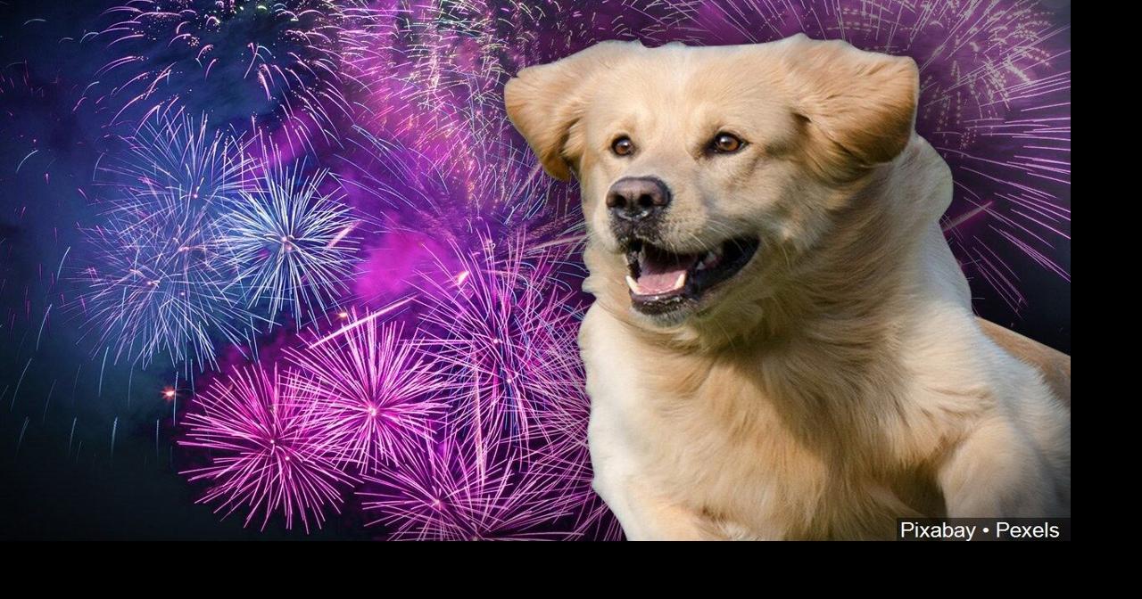 Tips for pet owners this 4th of July | Holidays | koamnewsnow.com