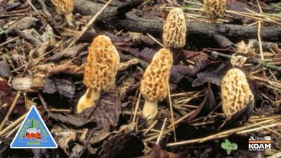 Tis the season! Missouri Morel Mushroom Hunting | Joplin News First ...