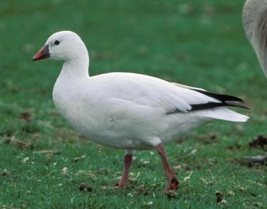 Millions of snow geese descend onto Missouri refuge | News ...