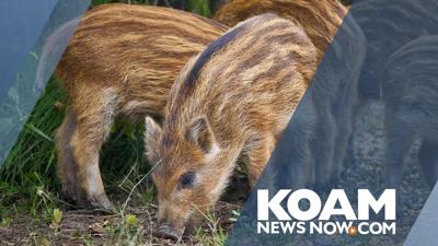 Missouri hunters remove more than 9,800 feral hogs | Hunting ...