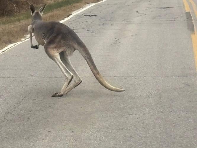 Kangaroo on the loose in Tulsa County | Joplin News First | koamnewsnow.com
