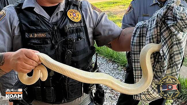 Deputies respond to 6-foot snake attempting to enter a home | Joplin ...