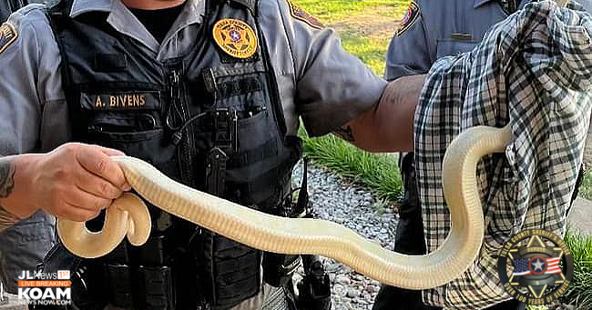 Deputies respond to 6-foot snake attempting to enter a home | Joplin ...