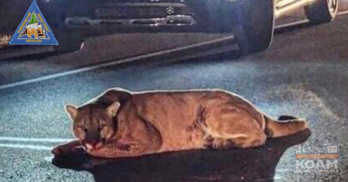 Mountain lion hit by car; left scene wounded, do not approach | News ...