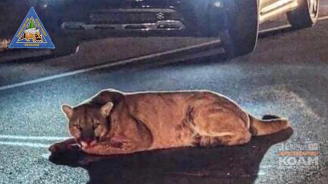 Mountain lion hit by car; left scene wounded, do not approach | News ...