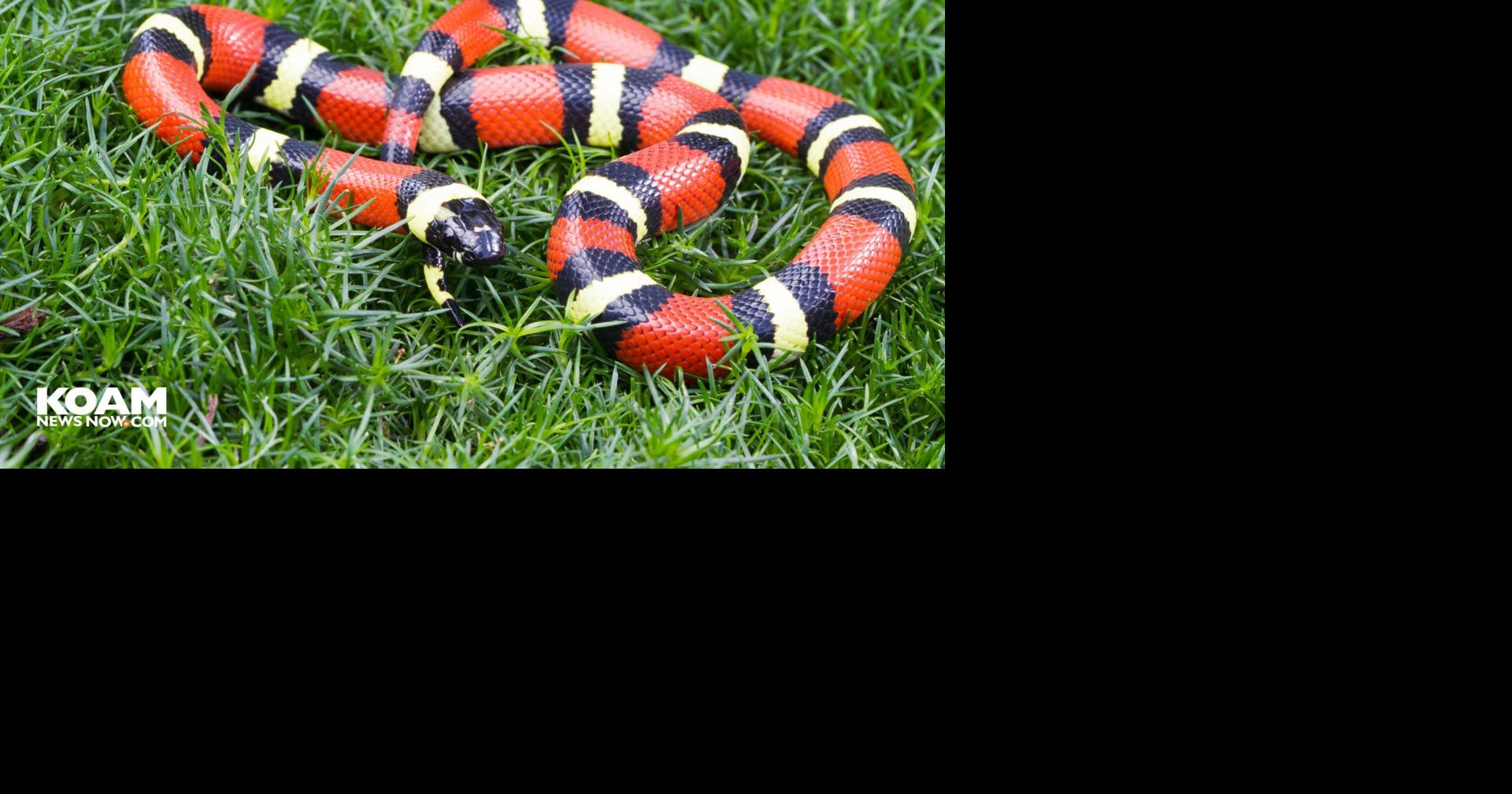 MDC summer educational programs on native snakes | Home-and-garden ...