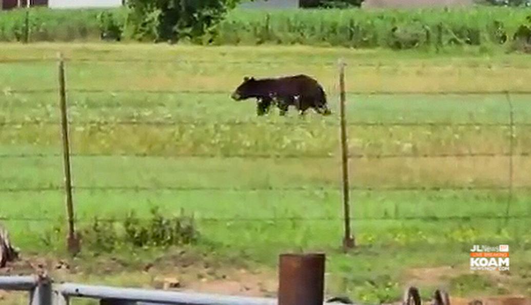 See a black bear in Missouri? Missouri Dept of Conservation ask you ...