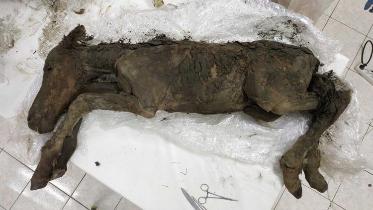 Liquid body fluids found inside prehistoric foal | National ...