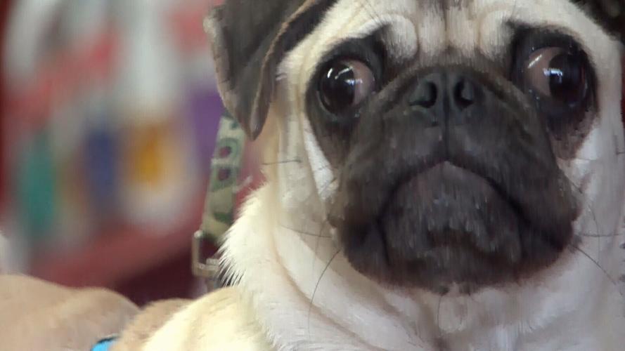 Local Veterinarian sees rise in dog flu | Kansas News | koamnewsnow.com