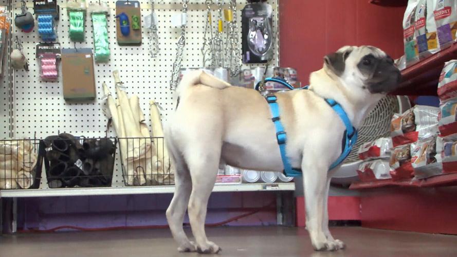Local Veterinarian sees rise in dog flu | Kansas News | koamnewsnow.com