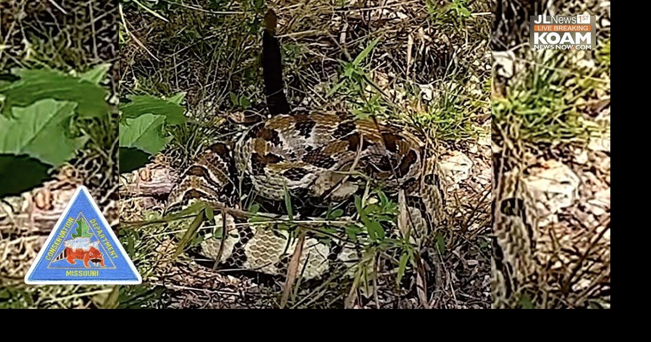 Missouri’s largest venomous snake, the timber rattlesnake | Top Stories ...