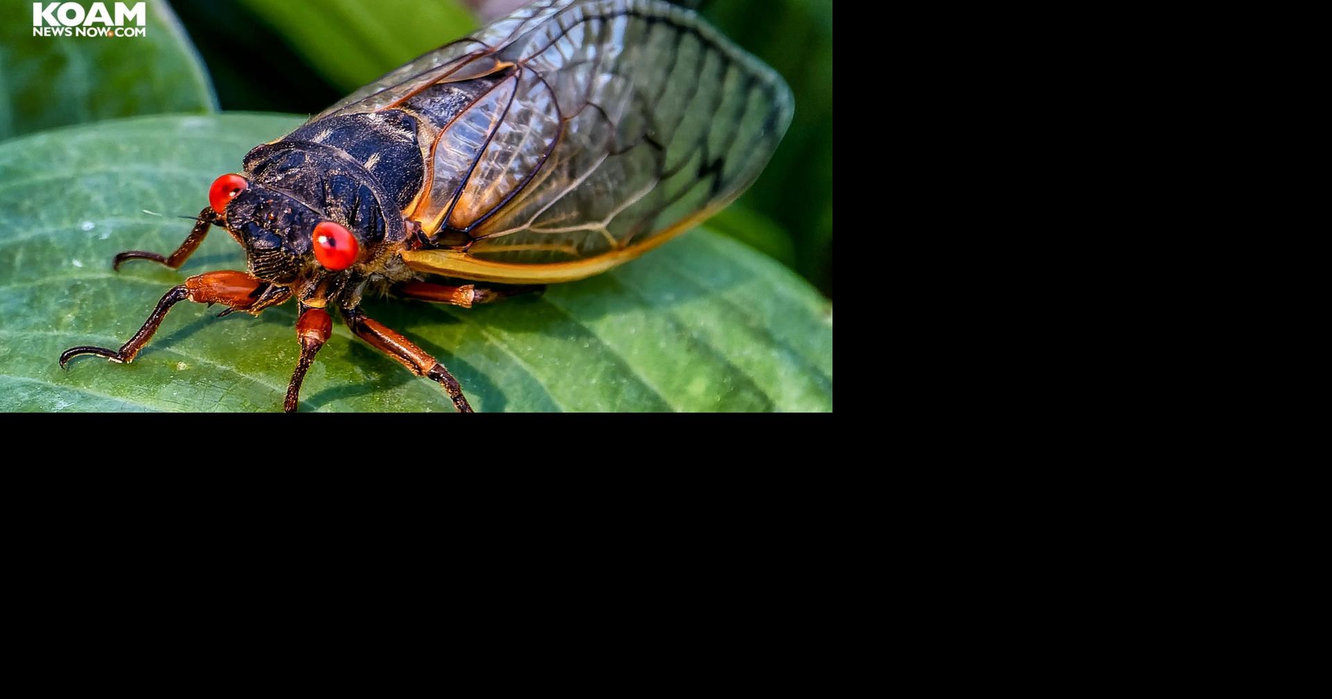 'Cicadapocalypse': billions of cicadas expected for 2024 summer | Home ...