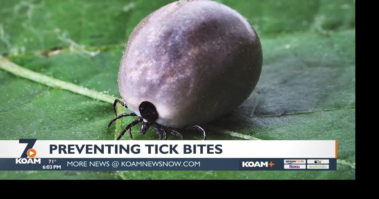 Study continues looking at tick-borne disease in Missouri | Lifestyle ...