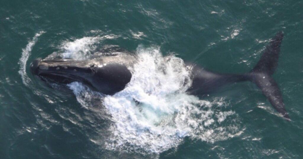 Song of rare whale ‘crying for mate’ recorded for first time | National ...