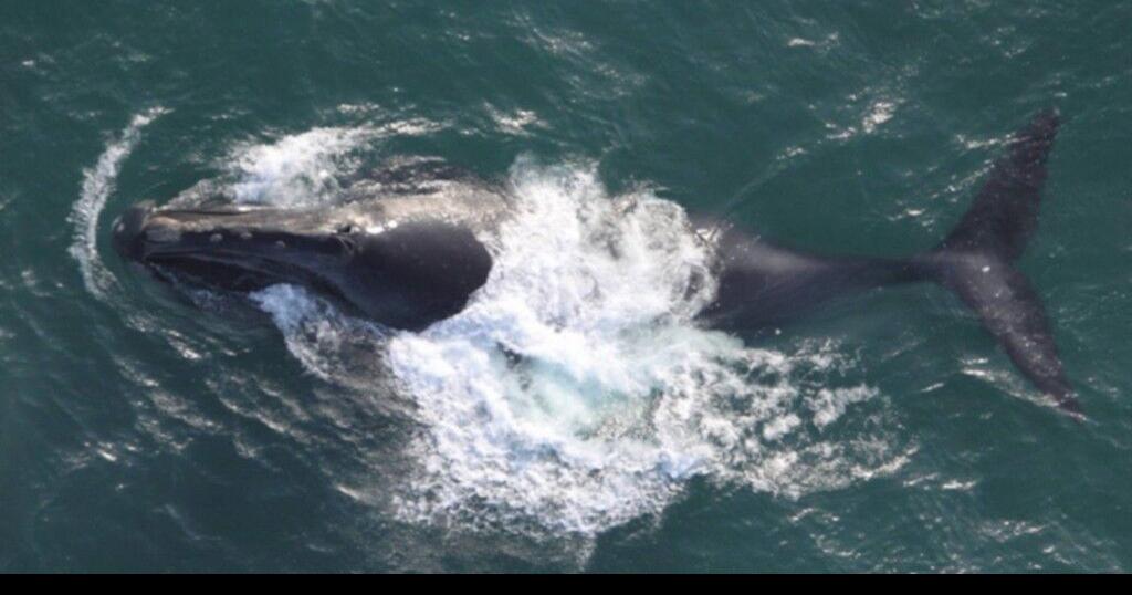 Song of rare whale ‘crying for mate’ recorded for first time | National ...