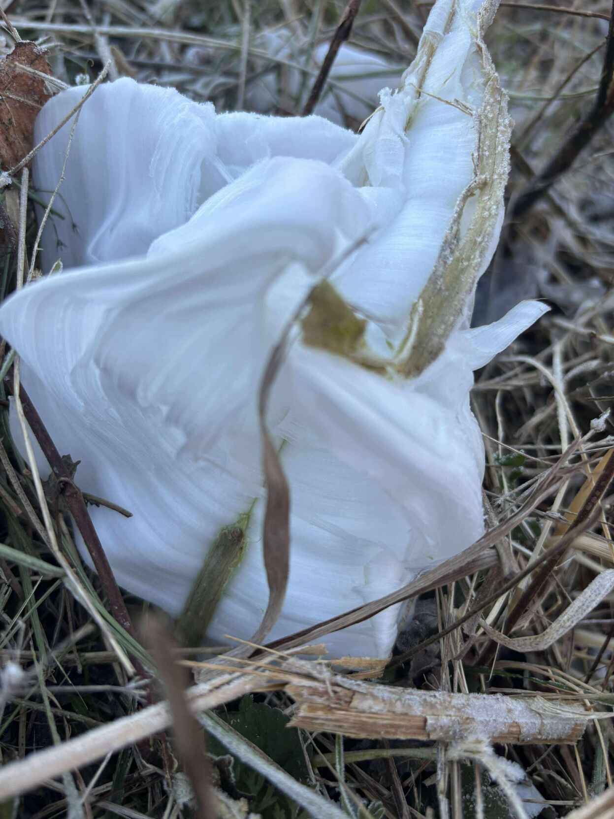 Frost flowers! See them early before the sun melts | Joplin News First ...