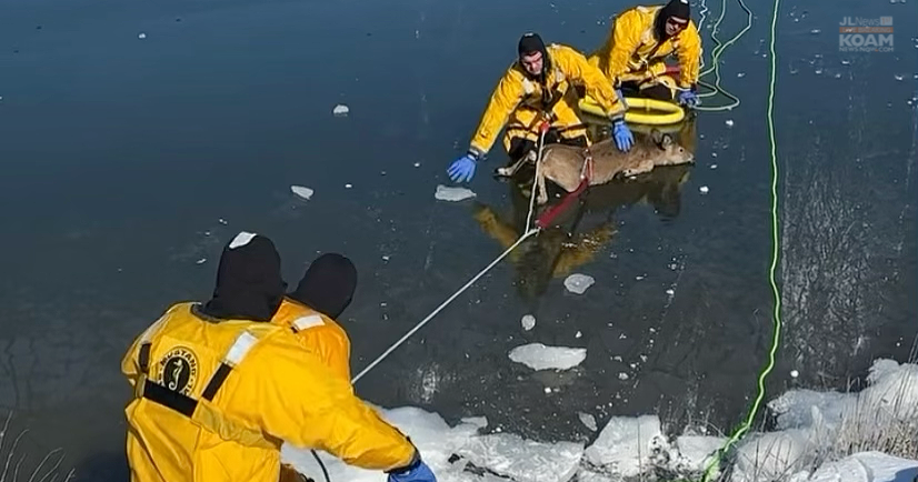 Fort Scott Fire: Deer stranded on Lake Fort Scott, Olathe Fire assist ...
