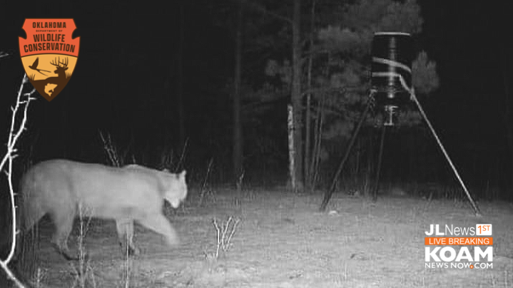 Mountain Lions spotted in Oklahoma on trail cams | News | koamnewsnow.com