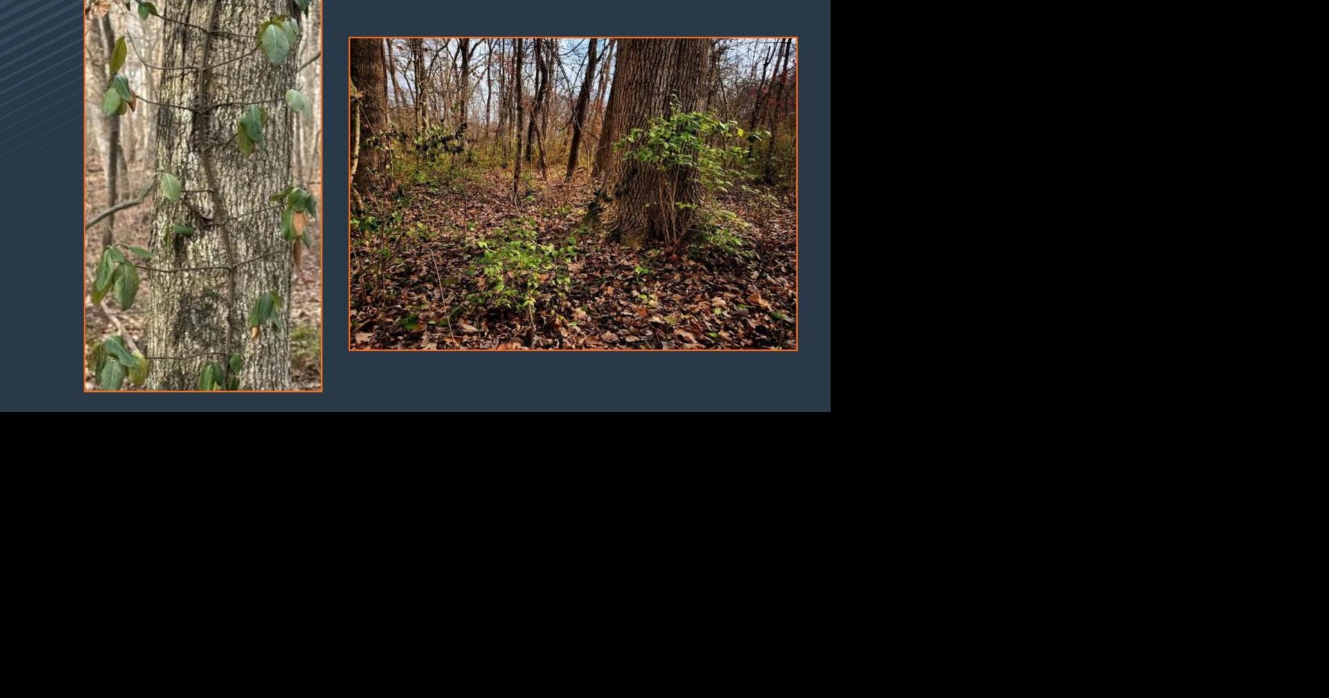 MDC urges Missourians to tackle invasive species this winter ...