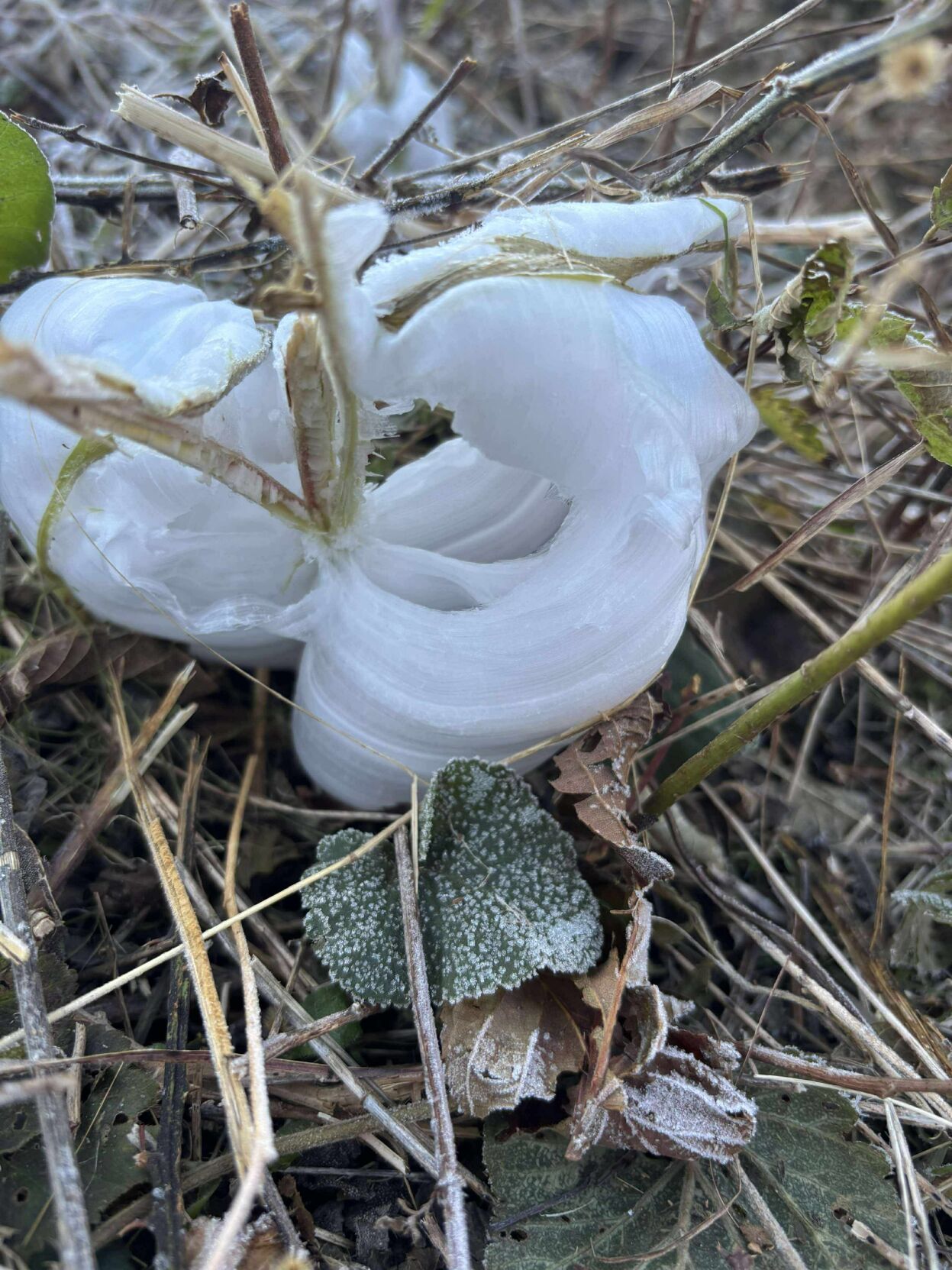 Frost flowers! See them early before the sun melts | Joplin News First ...