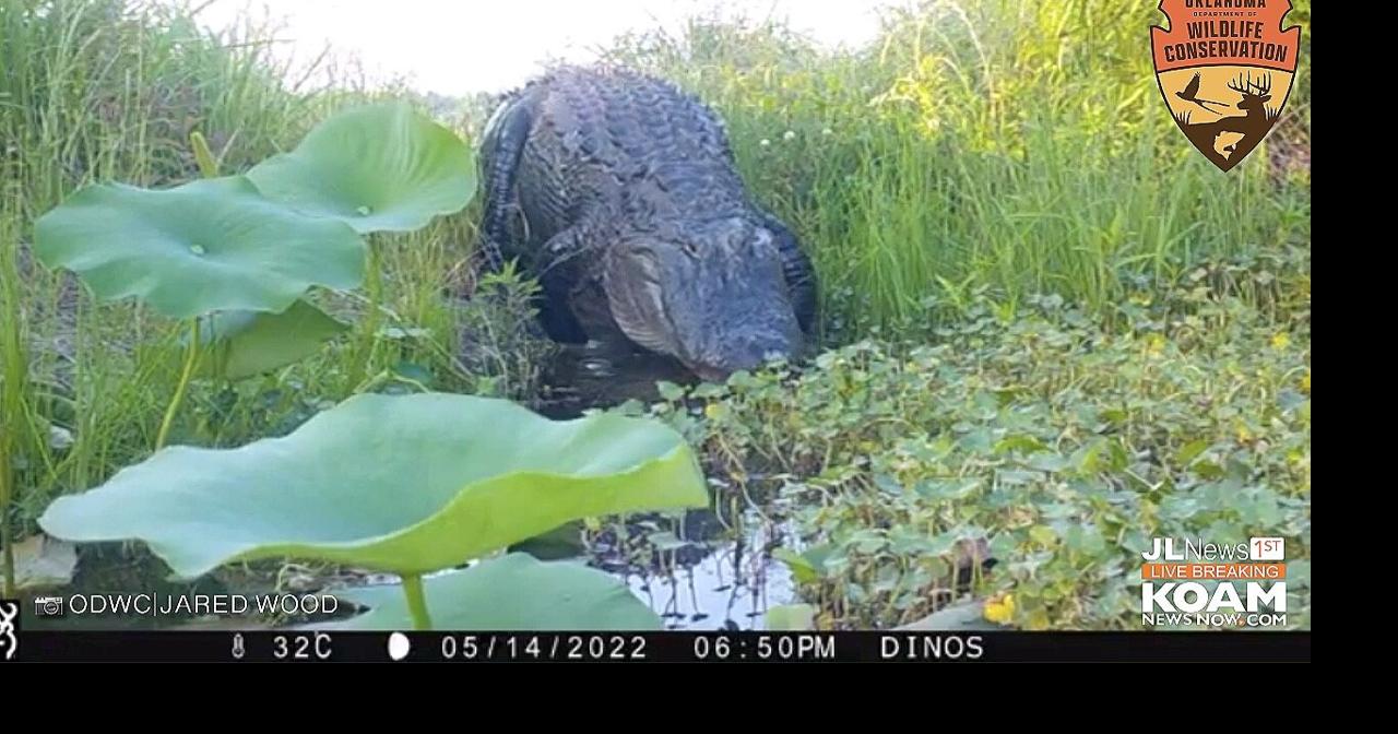 Oklahoma alligator study beginning notes Oklahoma Dept of Wildlife ...