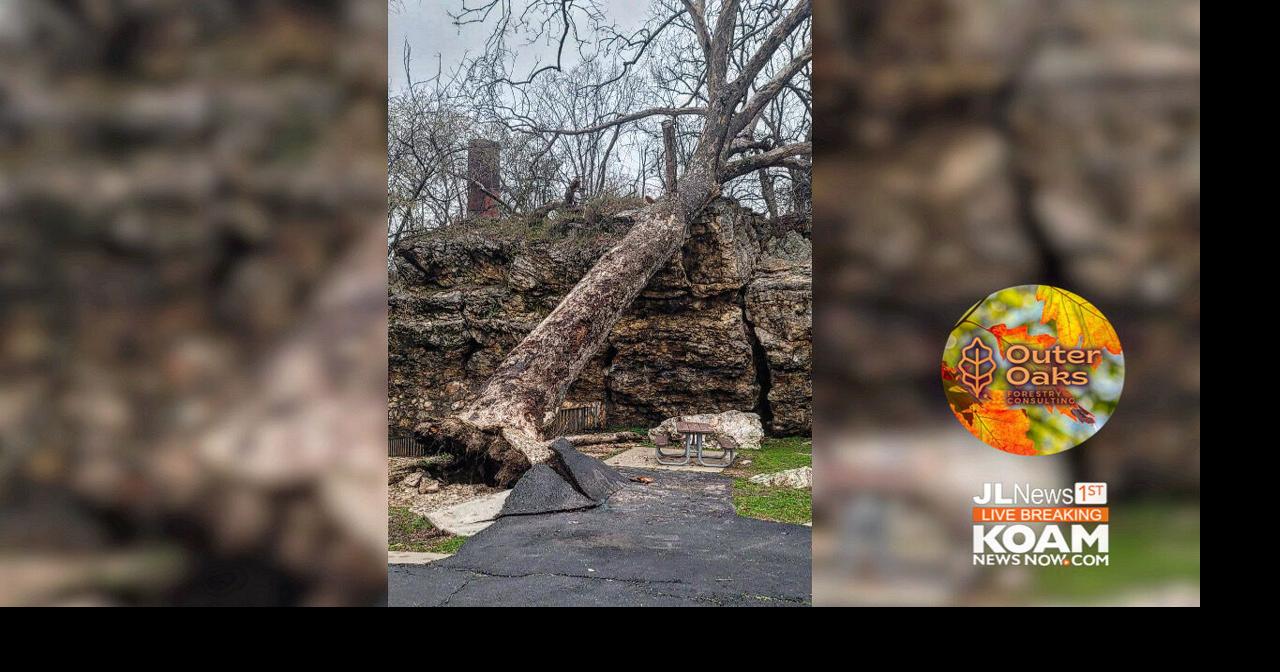 Already-leaning sycamore at Wildcat Park Spring cracked last week, now ...