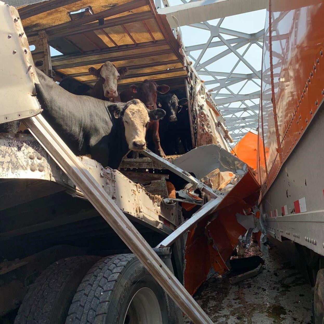 cattle truck accident mokau