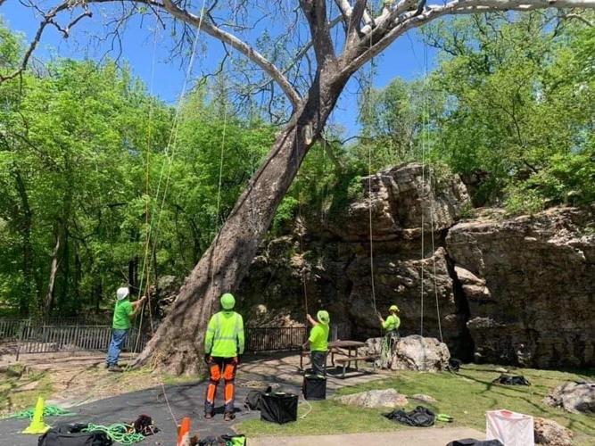 Already-leaning sycamore at Wildcat Park Spring cracked last week, now ...