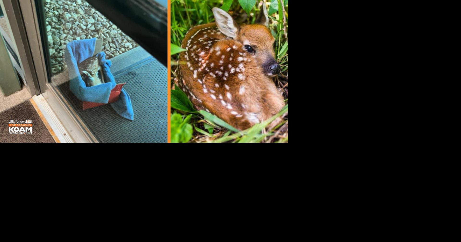 Explainer: Leave fawn alone say experts | Joplin News First ...