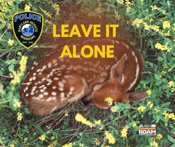 Explainer: Leave fawn alone say experts | Joplin News First ...