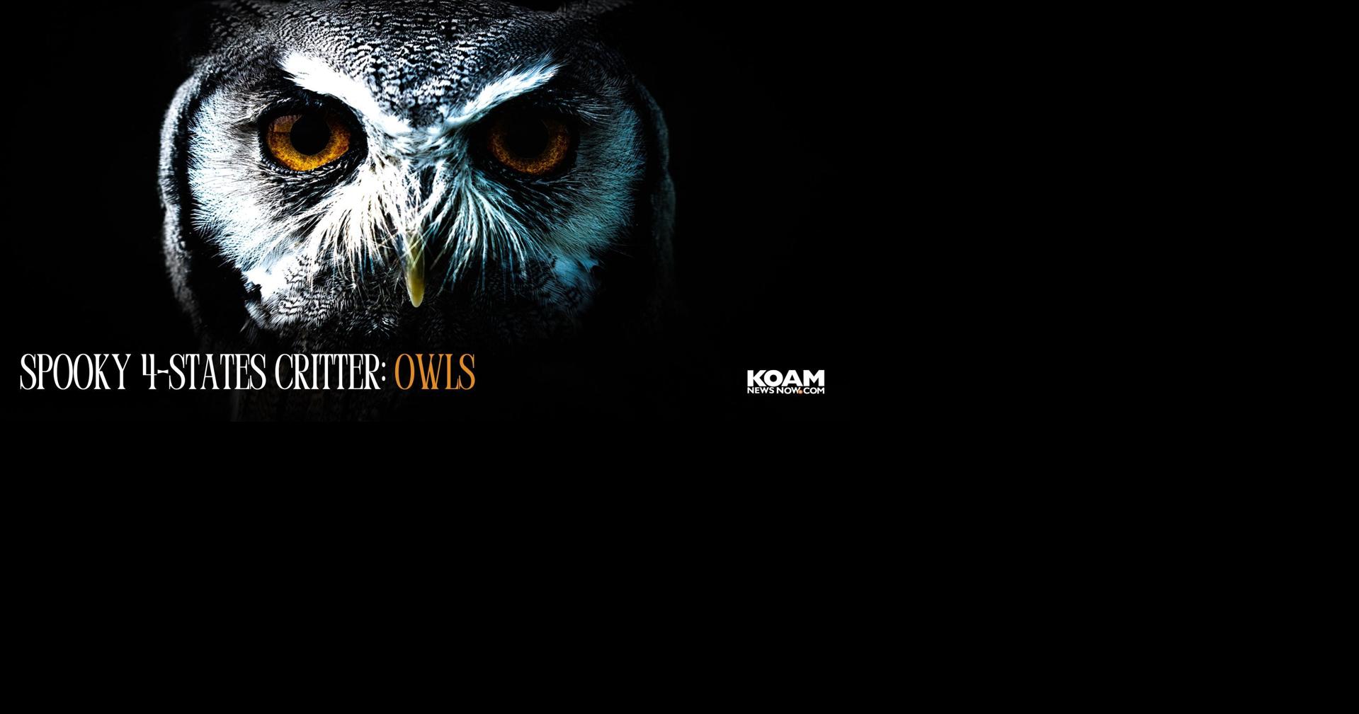 Spooky 4-States Critter Month: Owls in the night | Lifestyle ...