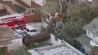 2 killed when massive tree crushes San Diego house | National ...