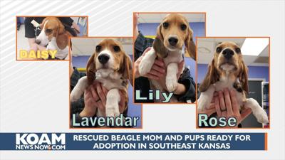 Rescued beagle mom and pups ready for adoption in SE Kansas | Local ...