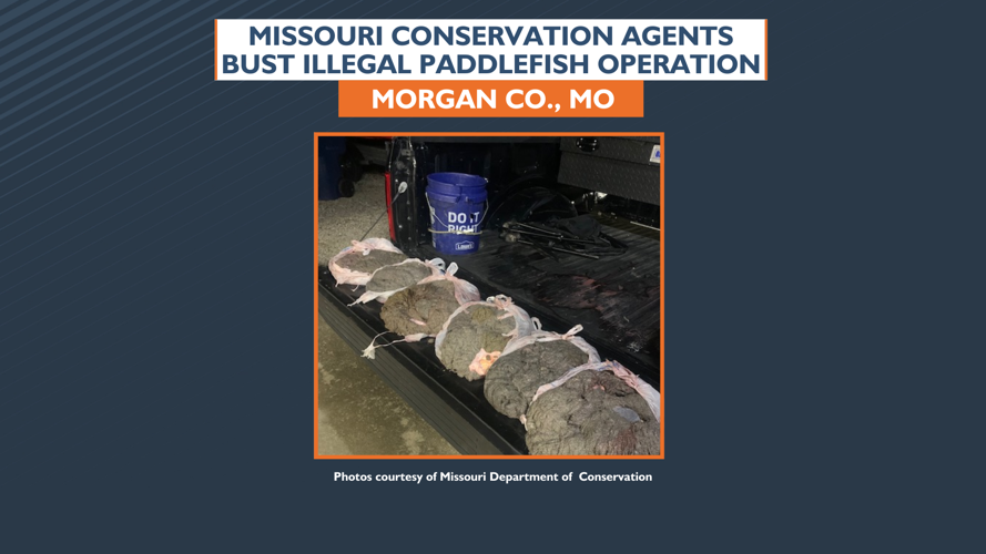 Missouri conservation agents bust illegal paddlefish operation | Crime ...