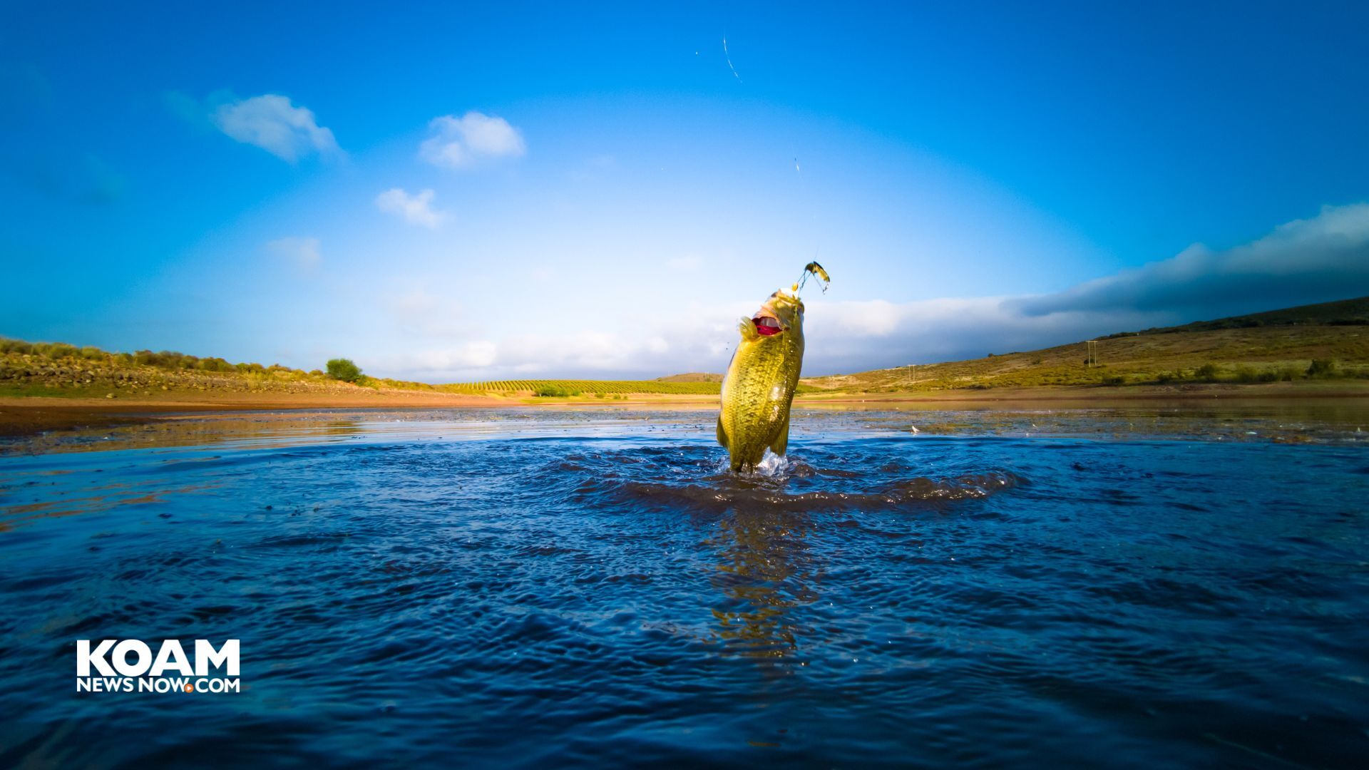 New Kansas Blue Catfish rule now in effect | Kansas News | koamnewsnow.com