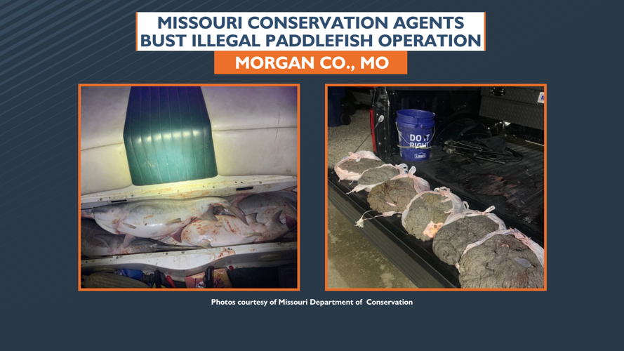 Missouri conservation agents bust illegal paddlefish operation | Crime ...