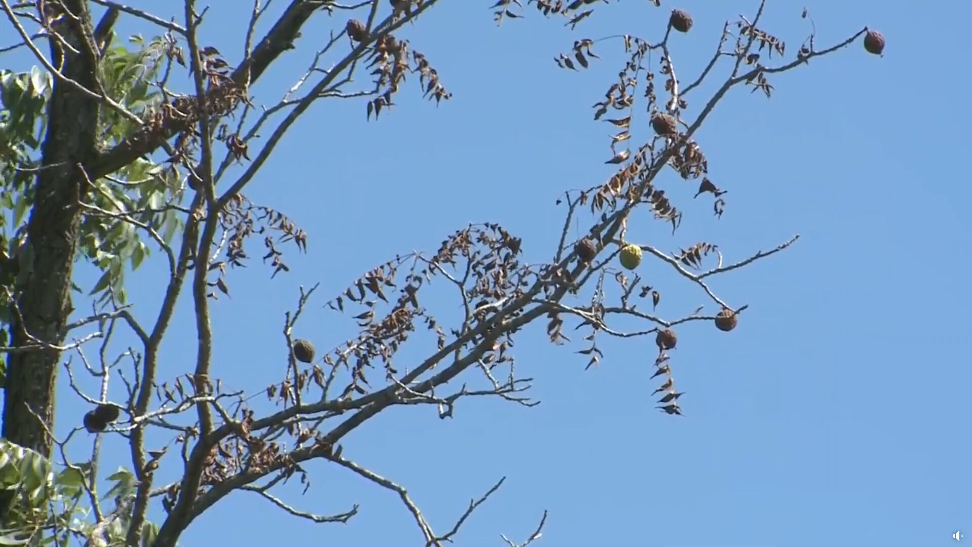Timber theft of black walnut trees on the rise in Missouri | Crime ...