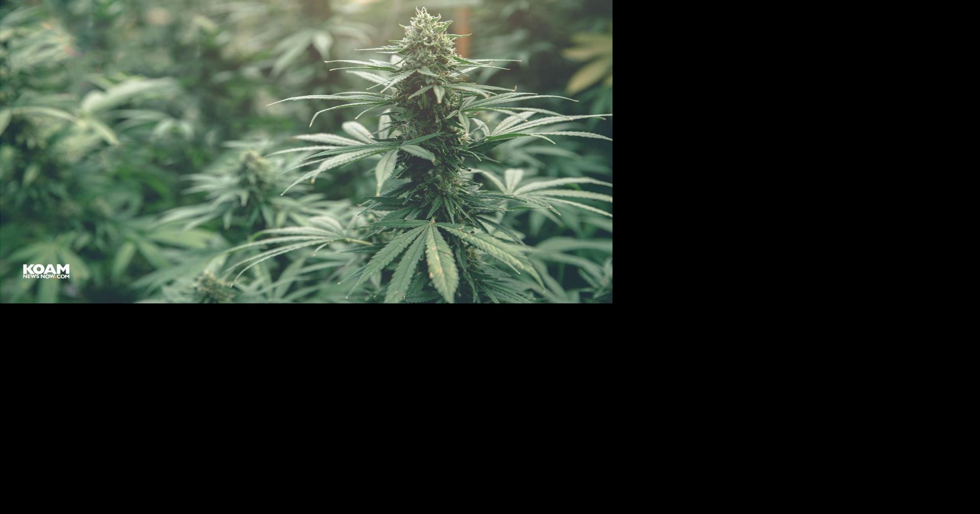 Over 1,200lbs of illegal marijuana raided in Okmulgee Co., OK | Crime ...