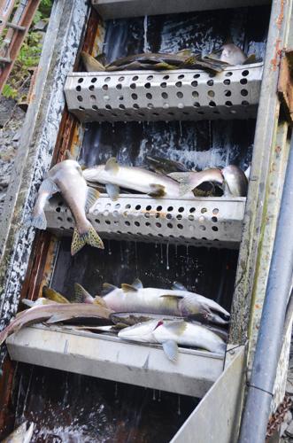 Kitoi Bay Hatchery: Inside the operation that propped up local ...