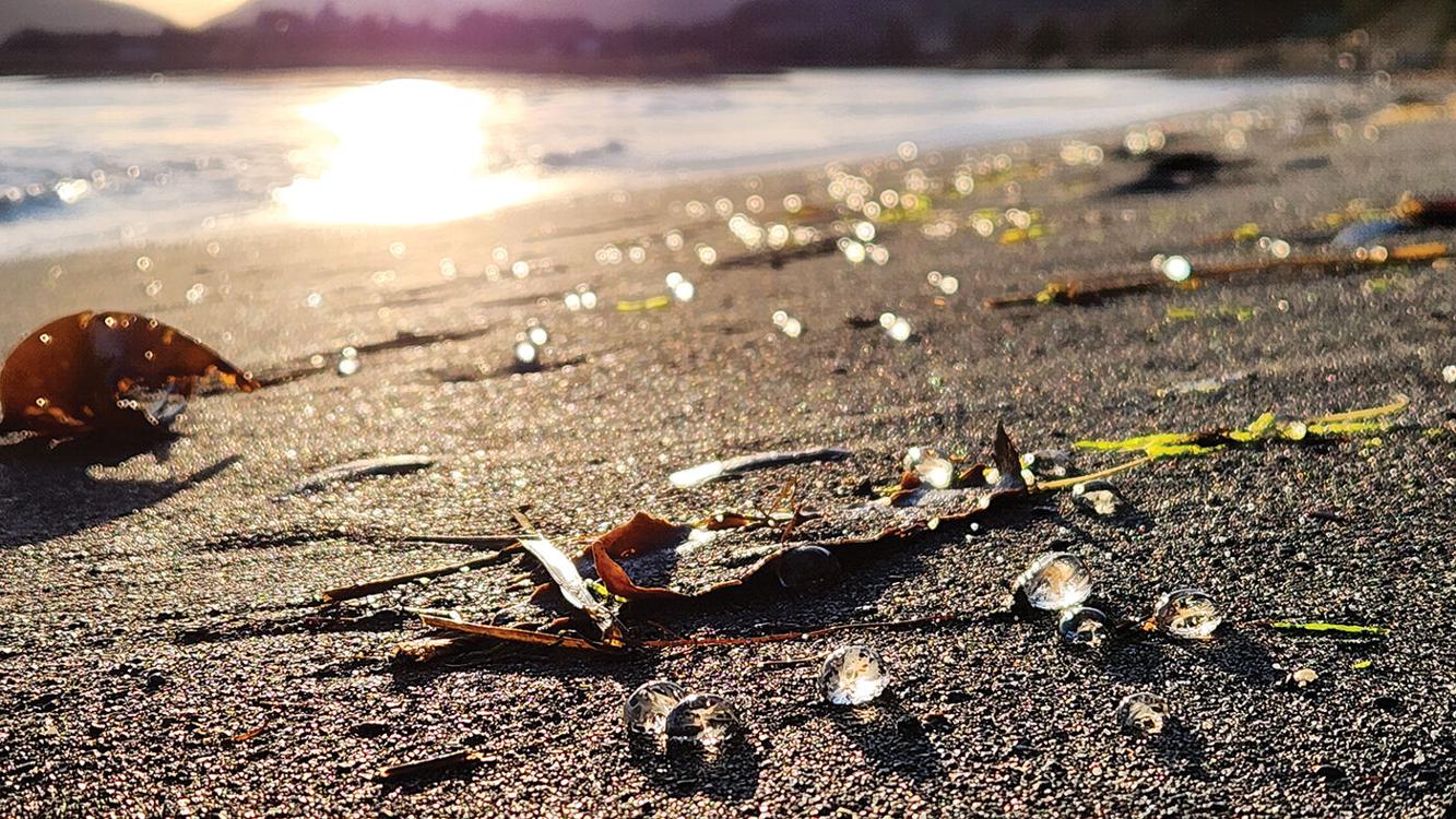 A jellyfish gathering | Gallery | kodiakdailymirror.com