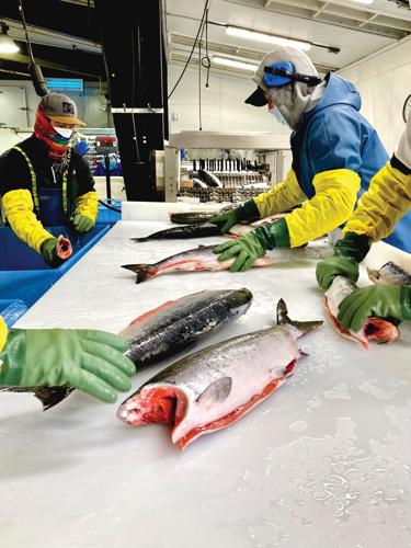 ‘CANNERY PROJECT’: Initial reveal planned for screenplay | Local News ...