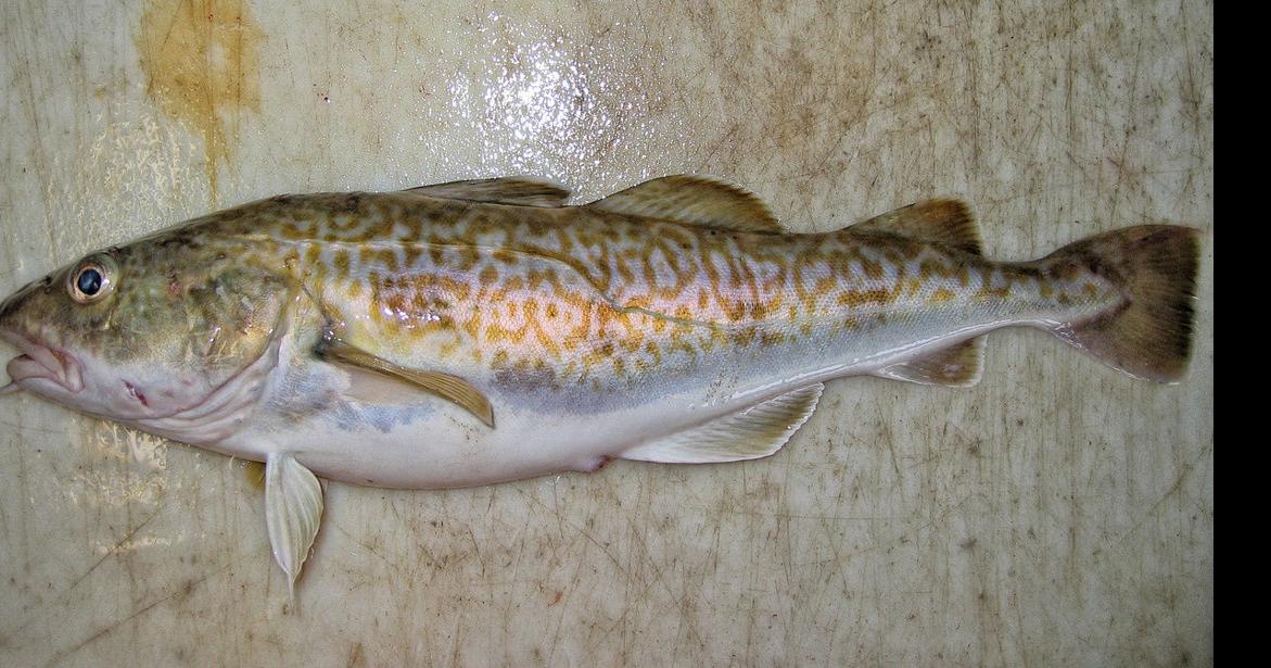 Kodiak opened for statewide cod jiggers | | kodiakdailymirror.com