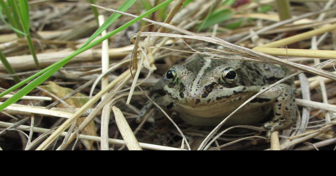 Report of frog’s death greatly exaggerated | Community ...