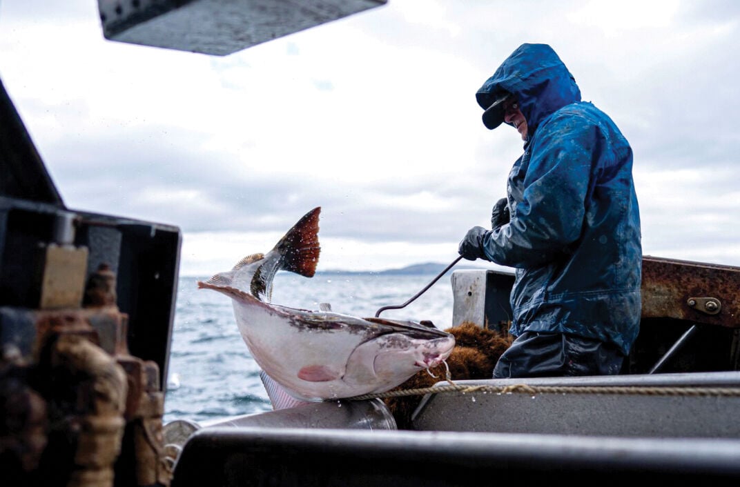 Commission again sets Pacific halibut harvest at rock-bottom levels ...