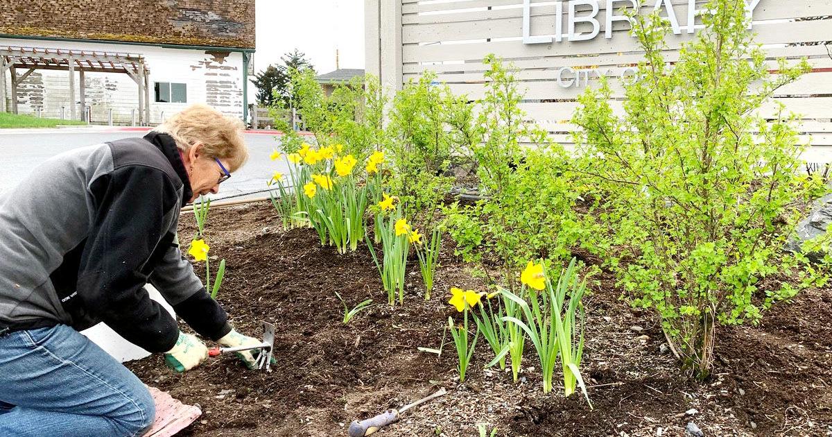 The secret to growing halibut tub spuds | Community | kodiakdailymirror.com